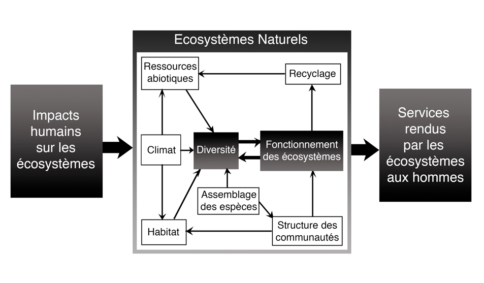 R3: Fonctionnement des écosystèmes, N. Mouquet et al. - sfecologie.org