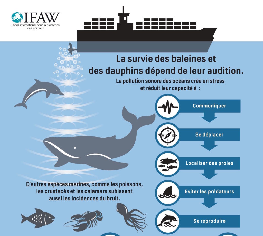 R83 : La pollution sonore des océans, par Céline Sissler-Bienvenu ...